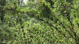 colihue destacada_opt | Sobre La Tierra