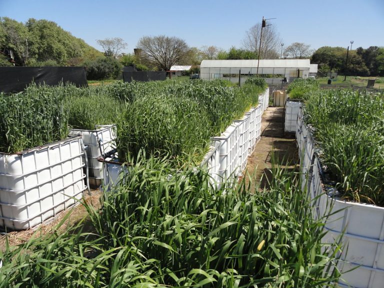 ¿Cuánto puede resistir un cereal a una inundación? – AgroKap Agro ...