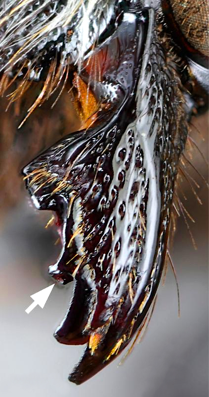 Cuatro nuevas especies de abejas en la Argentina | Sobre La Tierra