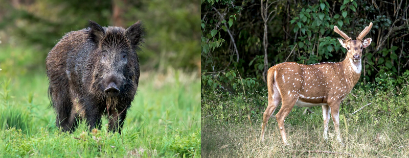 La fauna agrava la invasión de Acacia negra en Entre Ríos | Sobre La Tierra